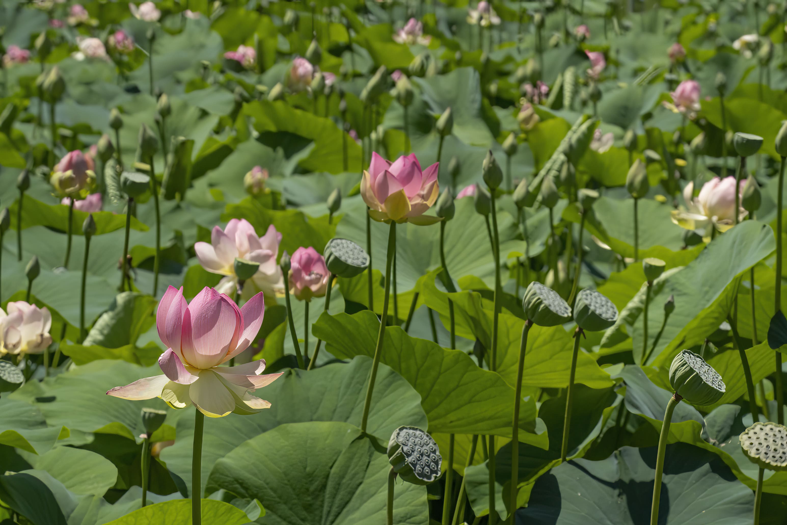 Full Guide on Lotus Flower Meaning, Symbolism and Plant Overview