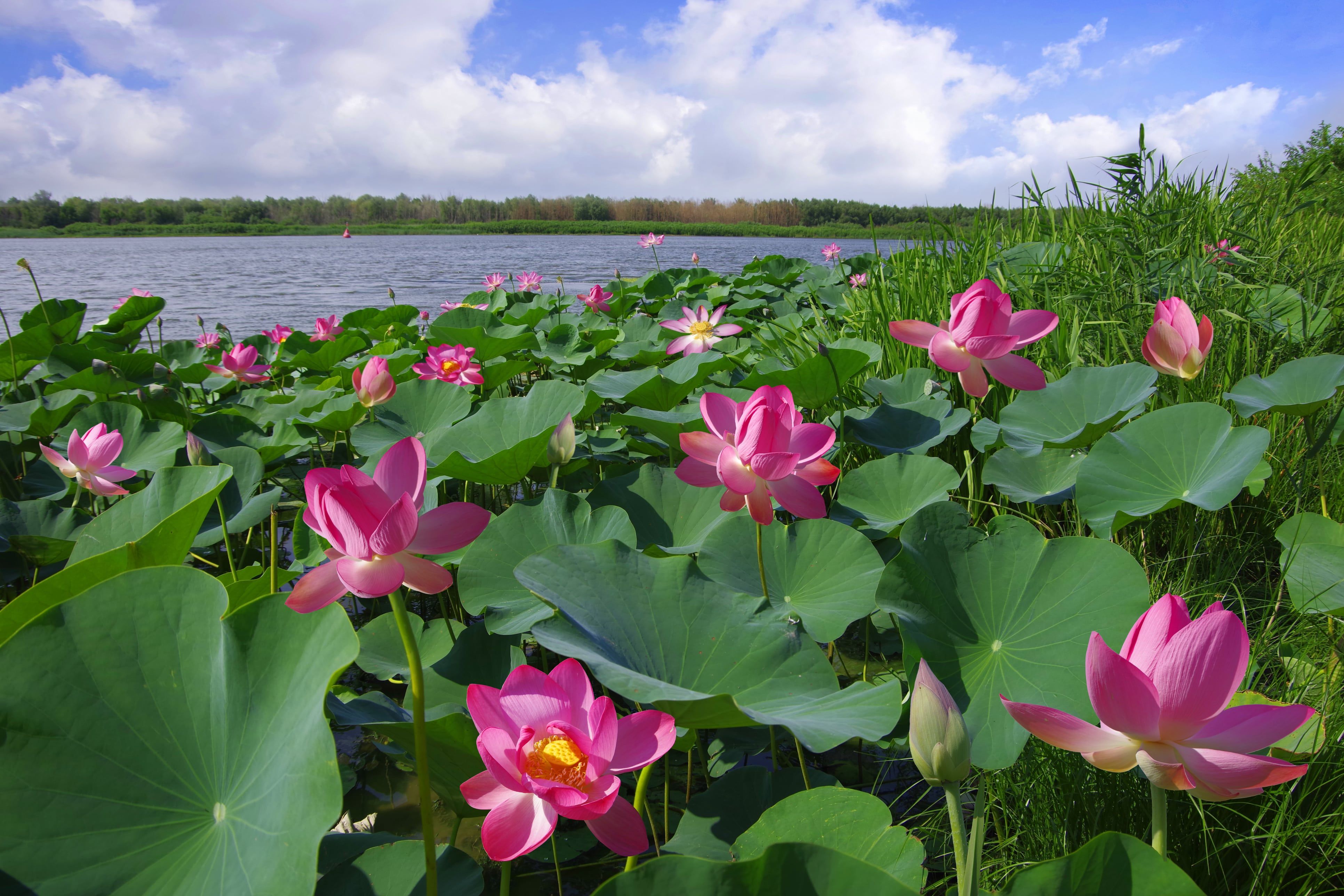 Full Guide on Lotus Flower Meaning, Symbolism and Plant Overview