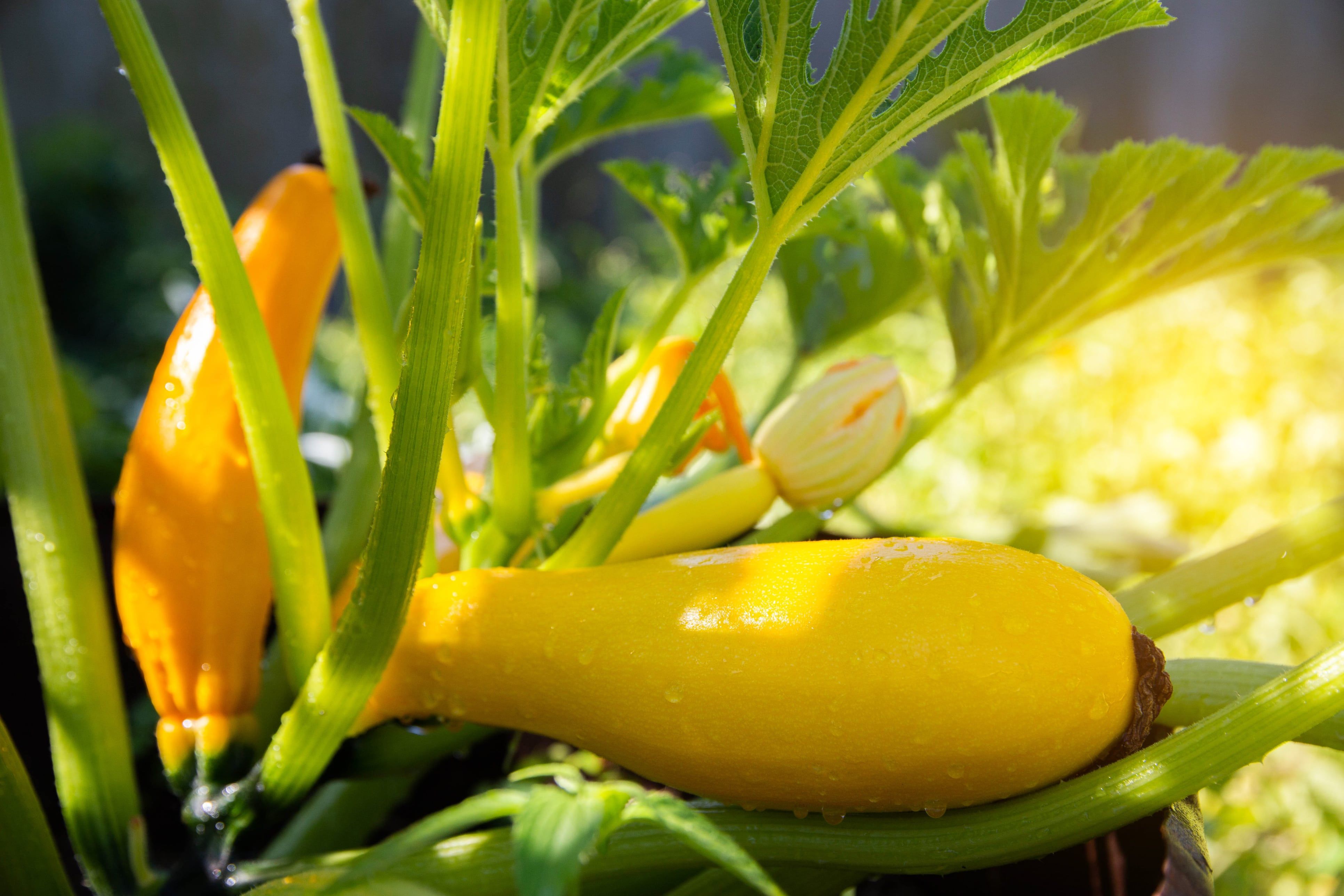 Best Corn Companion Plants to Grow & Avoid (Three Sisters Garden)