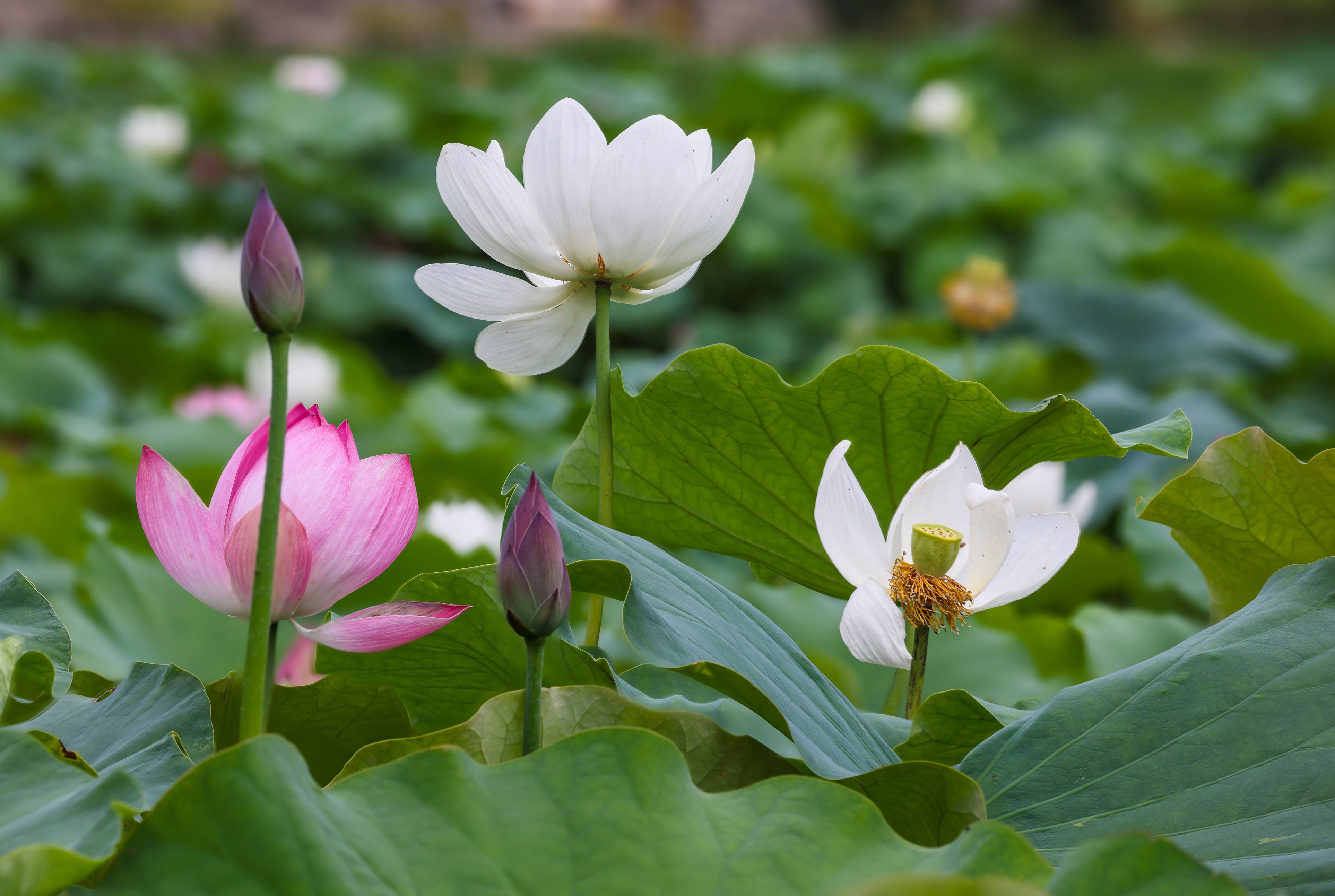 Full Guide on Lotus Flower Meaning, Symbolism and Plant Overview