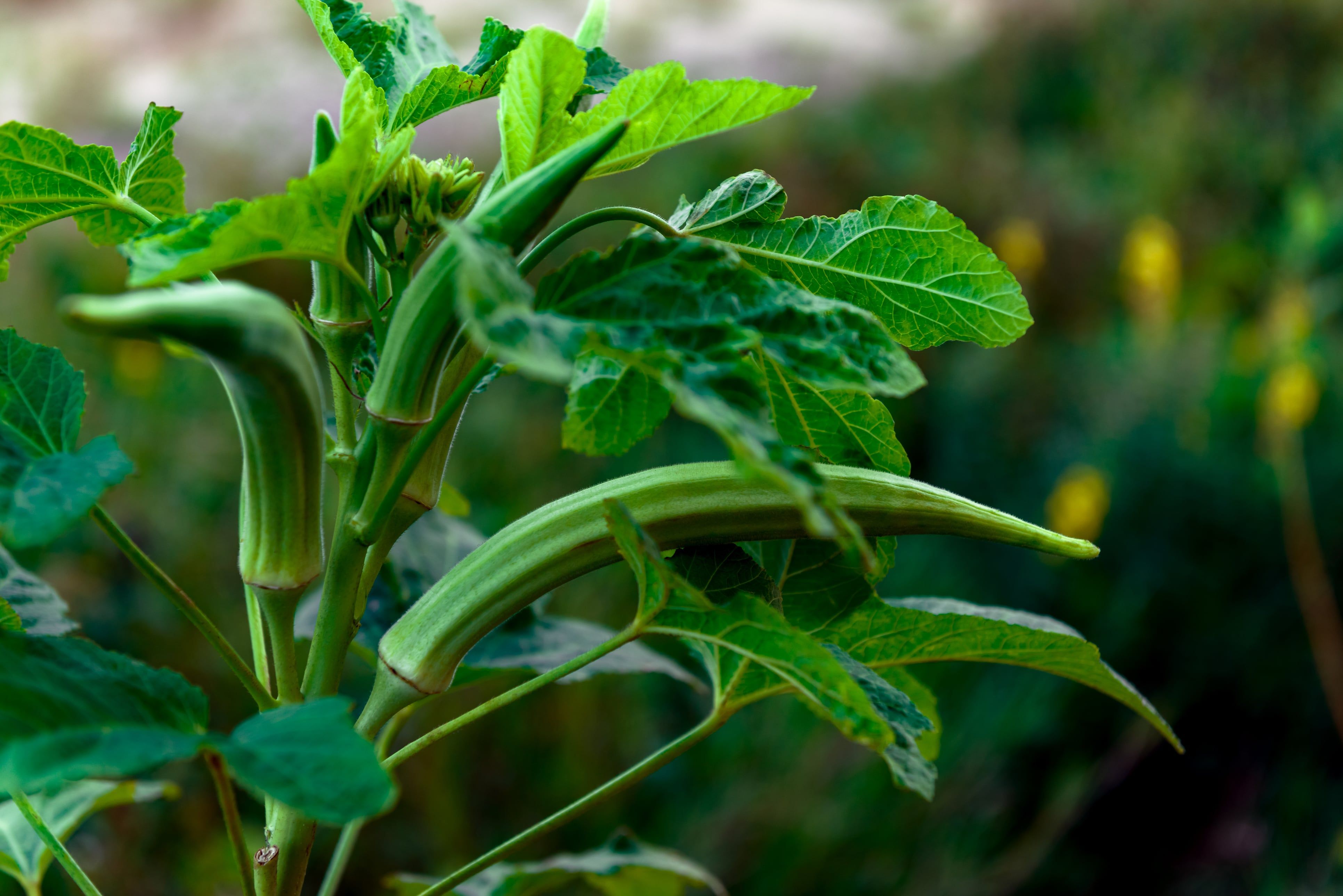 Good & Bad Okra Companion Plants to Grow Together (Full Guide)