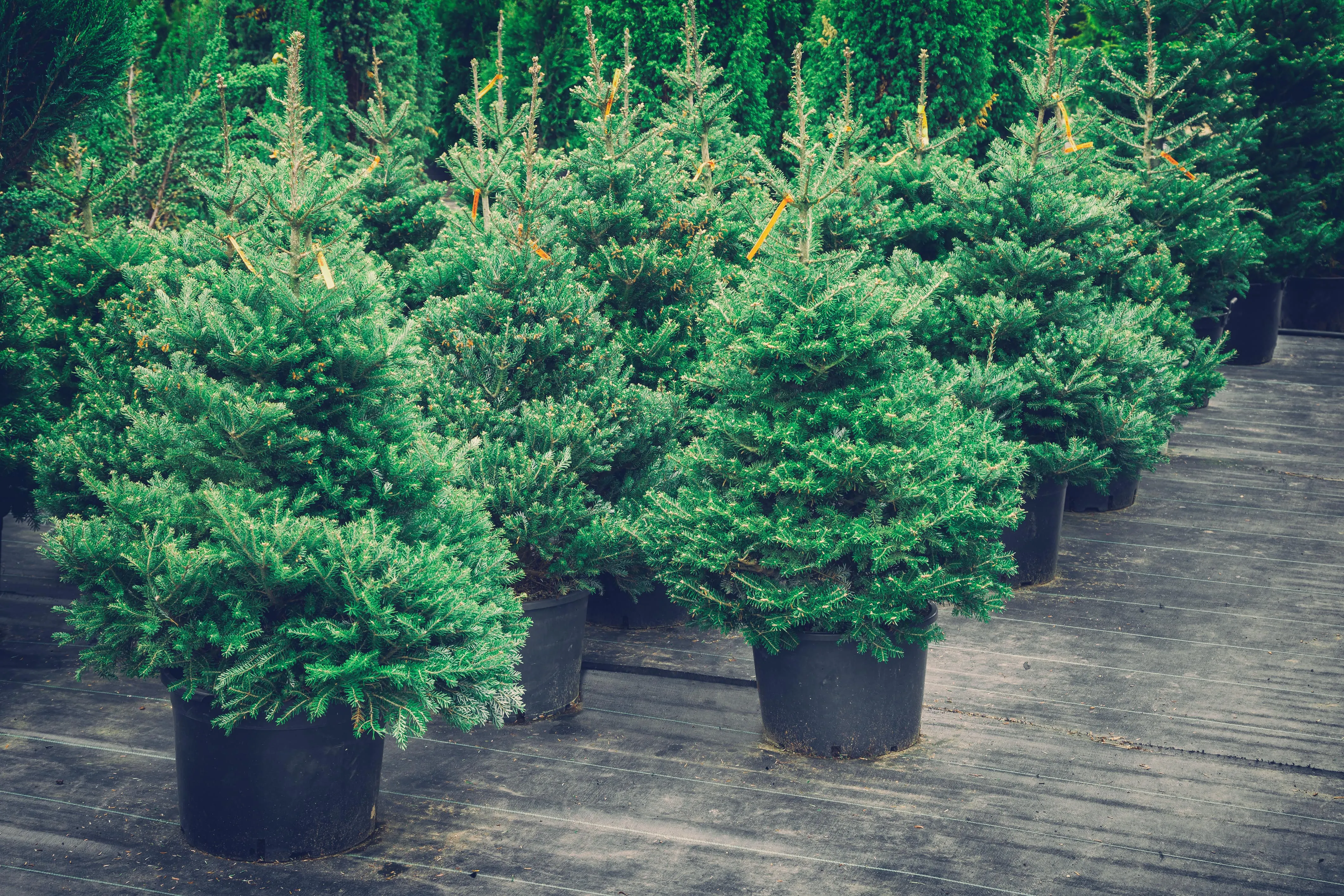 Christmas Tree Growth Rate Chart How Long Does It Take For A Tree To
