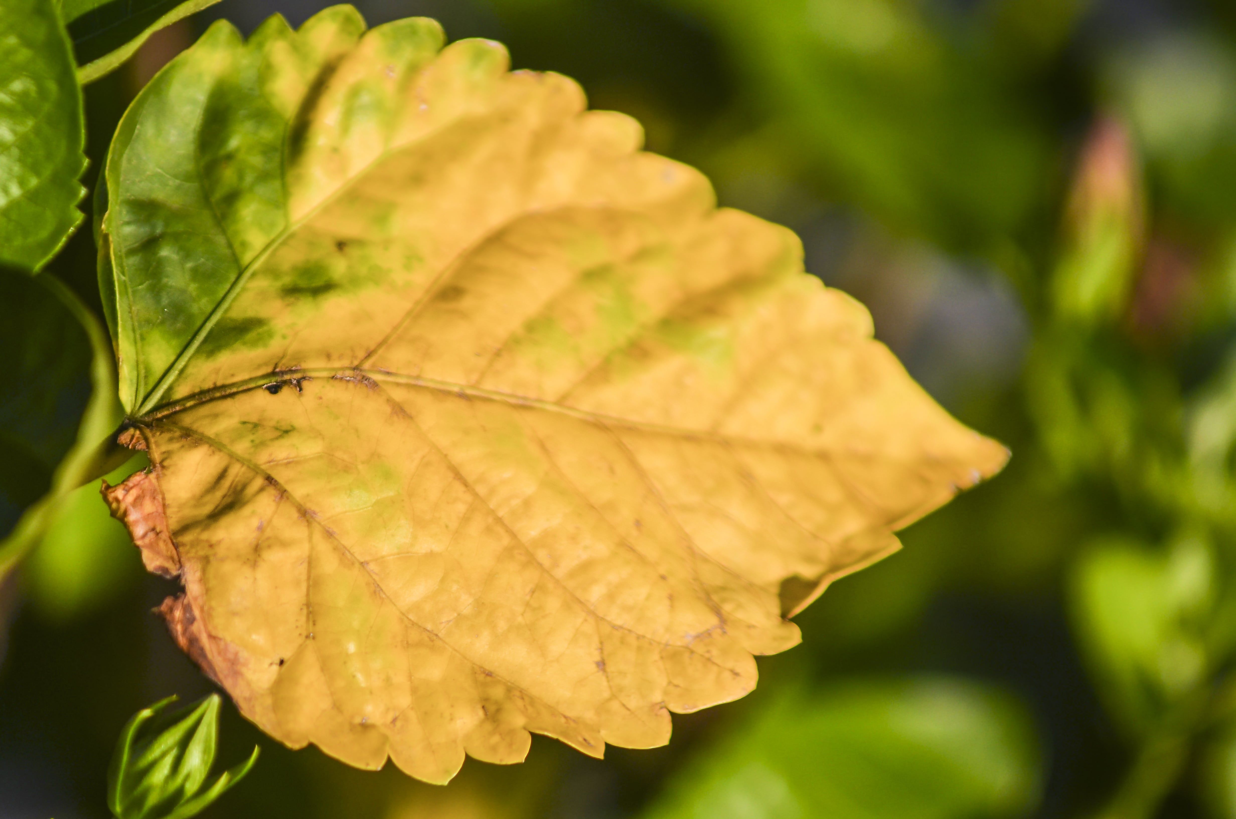 Full Guide on Plant Leaves Turning Yellow
