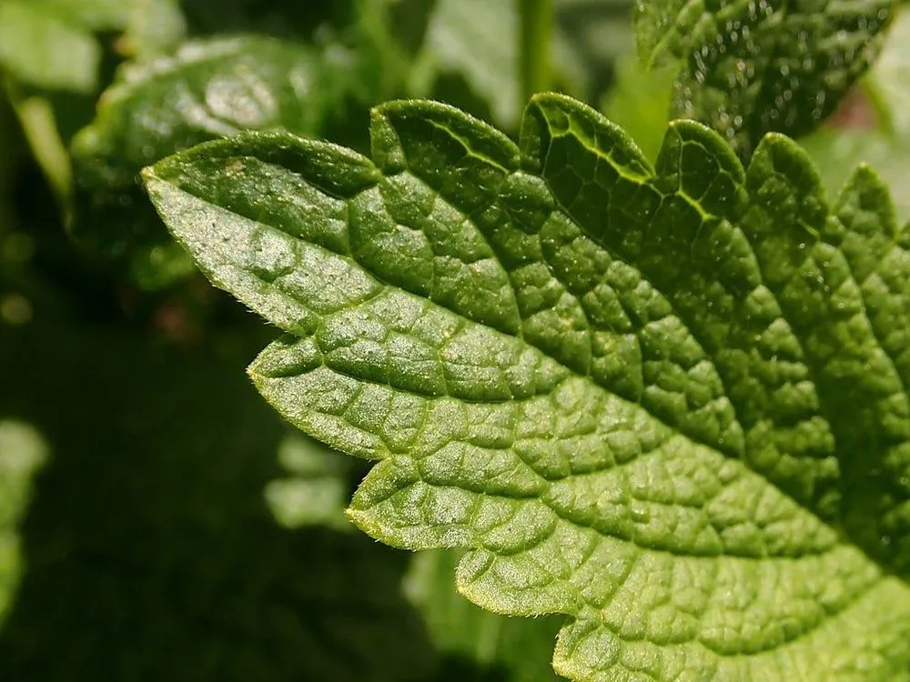Lemon balm Plant Care & Growing Basics: Water, Light, Soil, Propagation ...