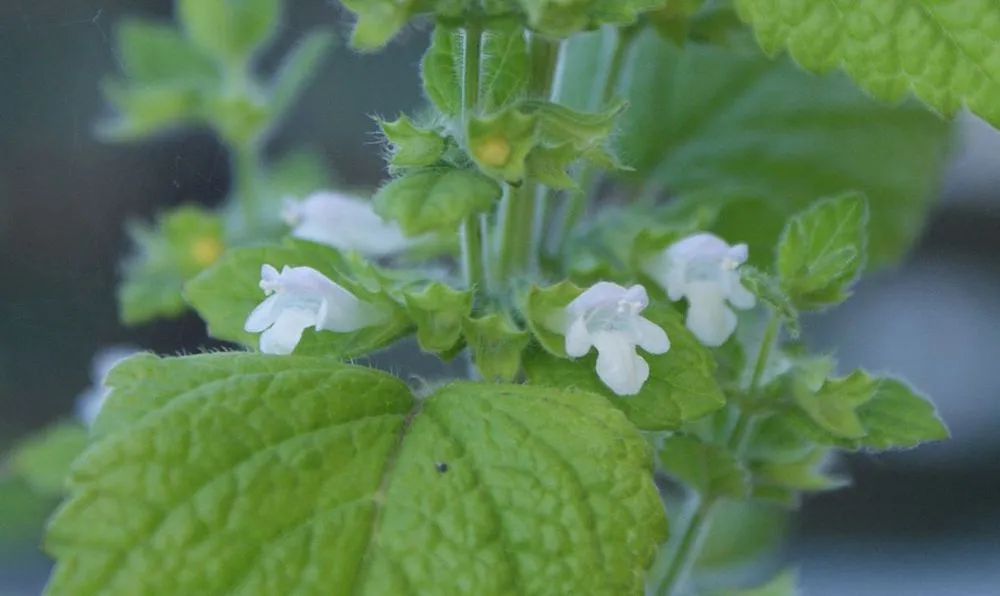 Lemon balm Plant Care & Growing Basics: Water, Light, Soil, Propagation ...