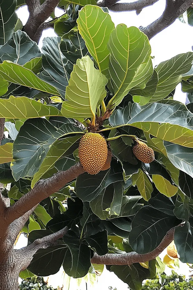 Artocarpus Plant Care & Growing Basics: Water, Light, Soil, Propagation ...