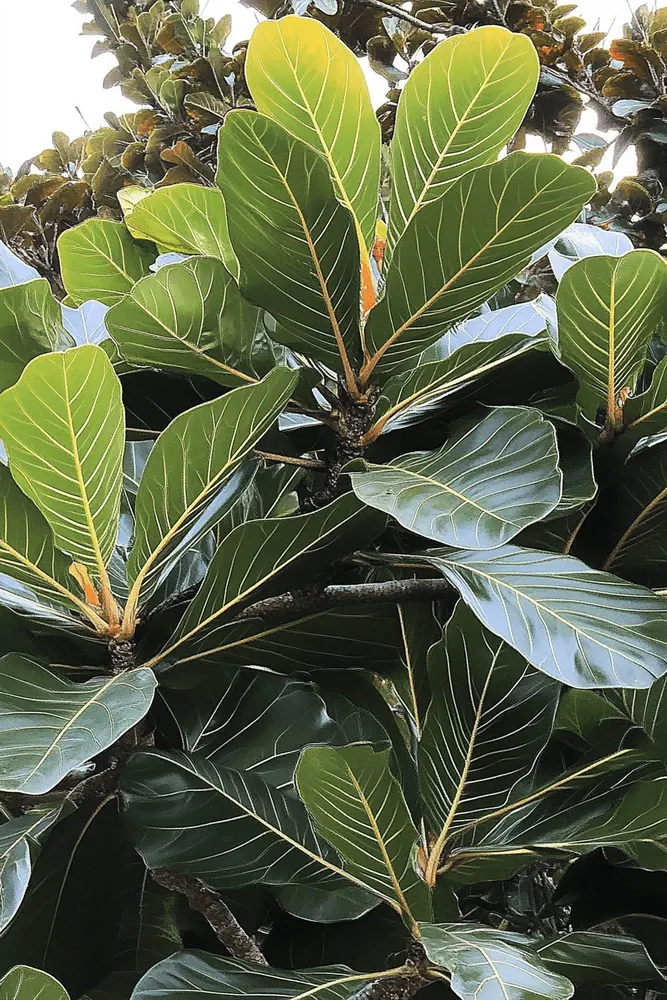 Artocarpus Plant Care & Growing Basics: Water, Light, Soil, Propagation ...