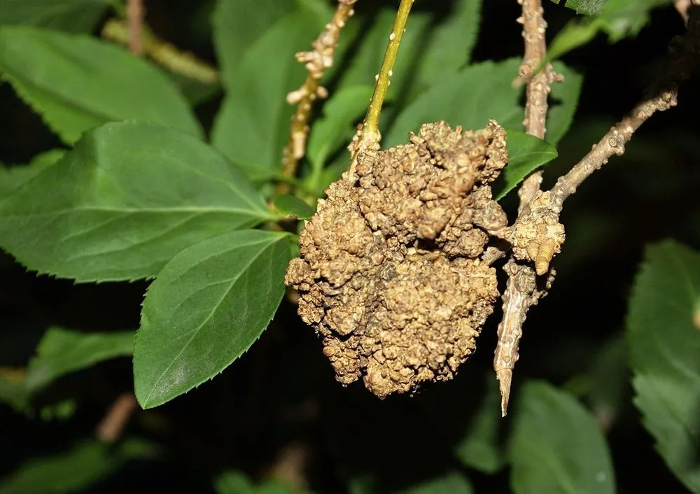 Phomopsis Blight and Canker > Identify, Control & Prevention Tips