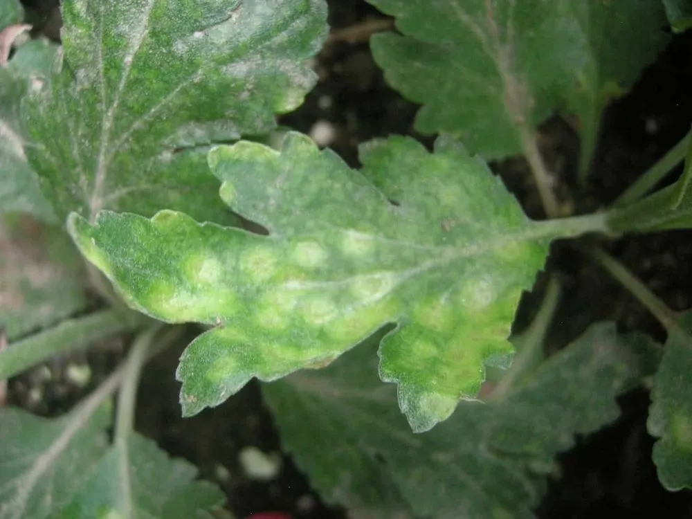 Chrysanthemum White Rust On Plants > Identify & Prevention Tips