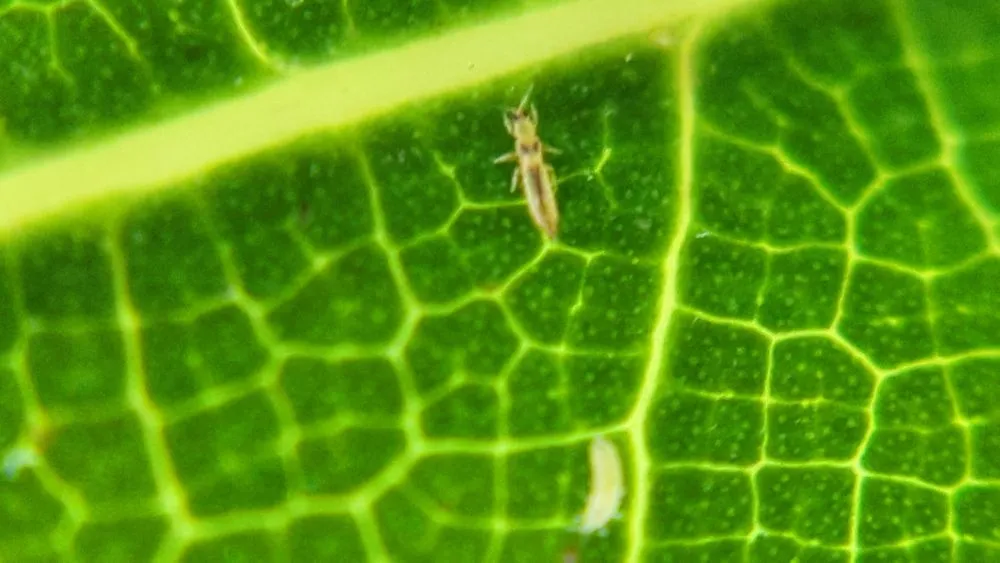 Thrips > Identify, Control & Disease Prevention Tips
