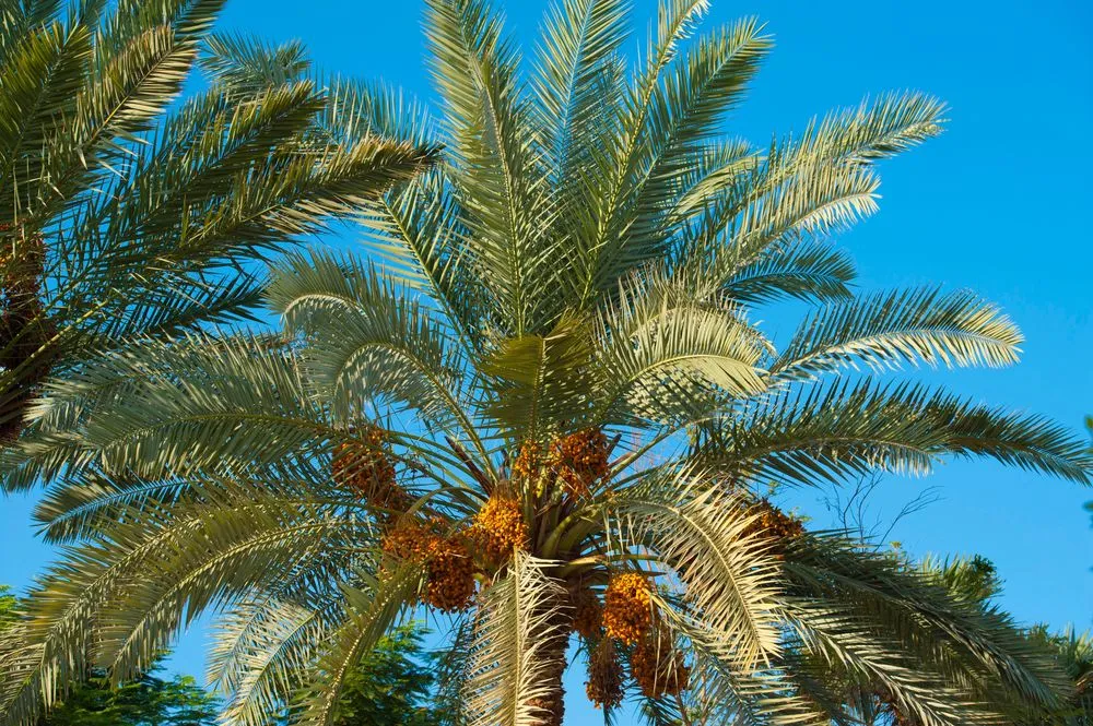 Date-palm Plant Care & Growing Basics: Water, Light, Soil, Propagation ...