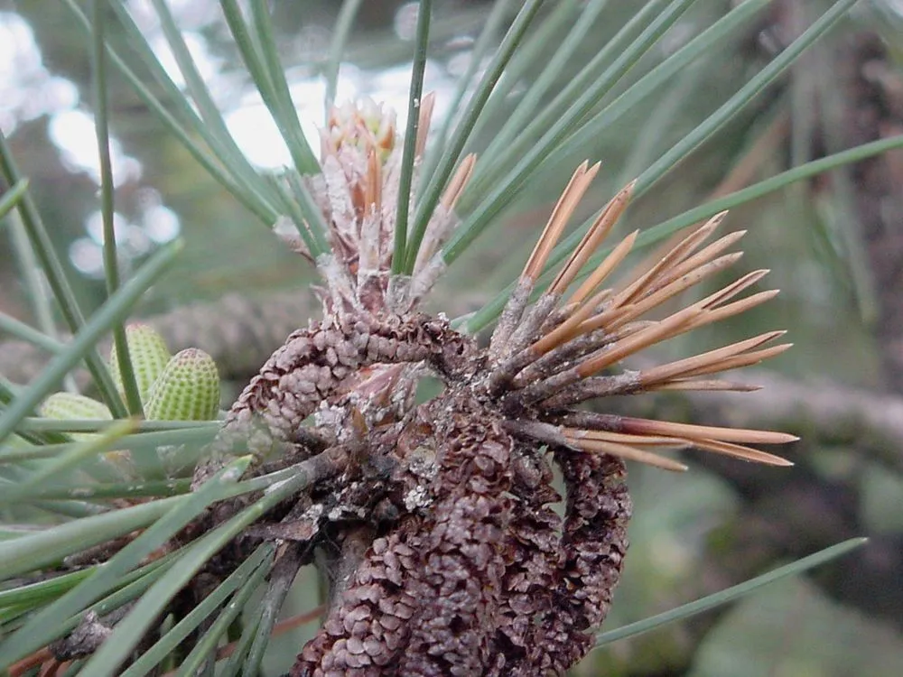 Diplodia Tip Blight > Identify, Control & Disease Prevention Tips