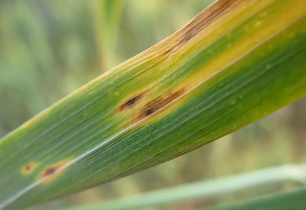 Yellow Spots on Leaves > Identify, Control & Diesease Prevention Tips
