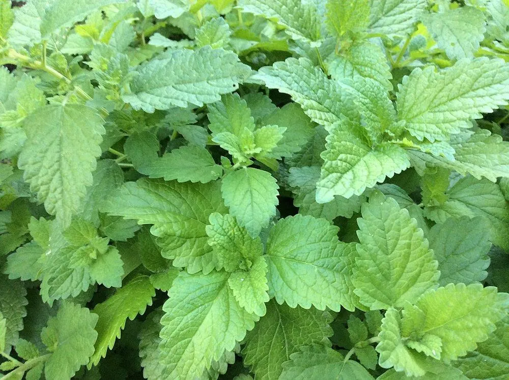 Lemon balm Plant Care & Growing Basics: Water, Light, Soil, Propagation ...