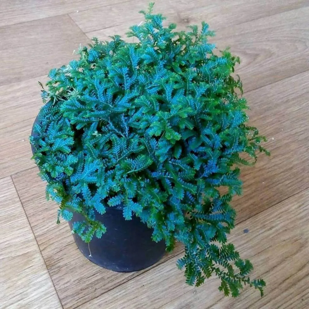 Rainbow Moss Plant Care Growing Basics Water Light Soil