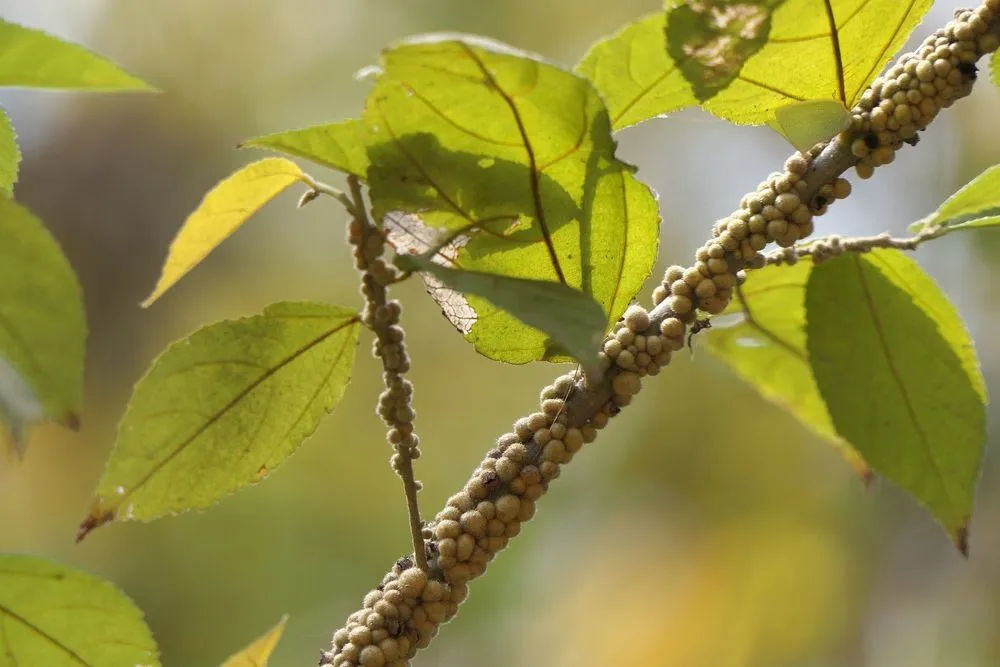 Coccoidea > Identify, Control & Disease Prevention Tips