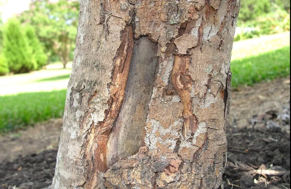 Sunscald Tree Treatment > Identify & Disease Prevention Tips