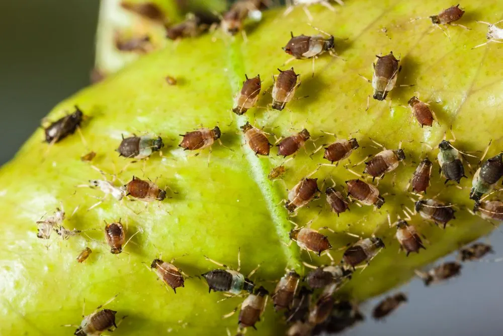 Sternorrhyncha > Identify, Control & Disease Prevention Tips