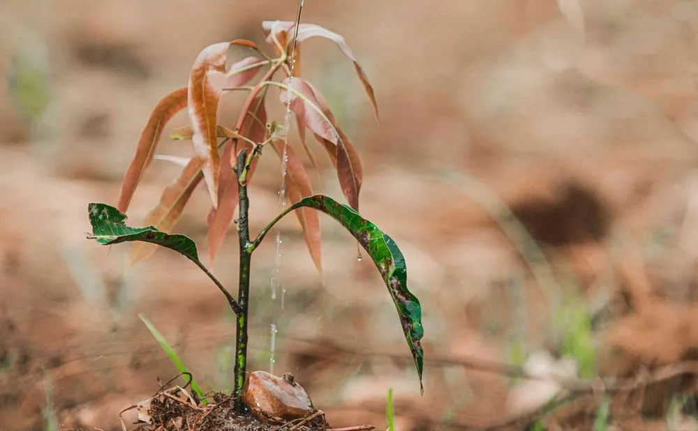 Leaf Senescence in Plants > Identify, Control & Disease Prevention Tips