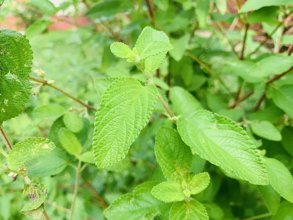 Oregano Poleo Plant Care & Growing Basics: Water, Light, Soil ...
