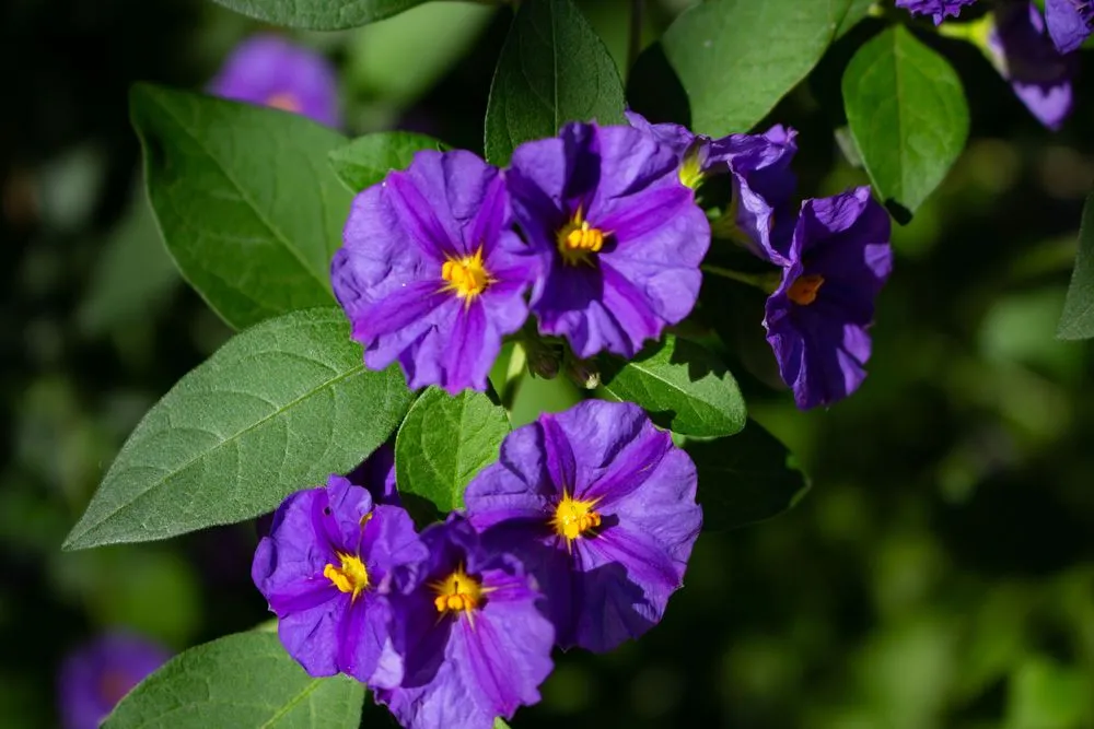 Kangaroo Apple Plant Care & Growing Basics: Water, Light, Soil ...