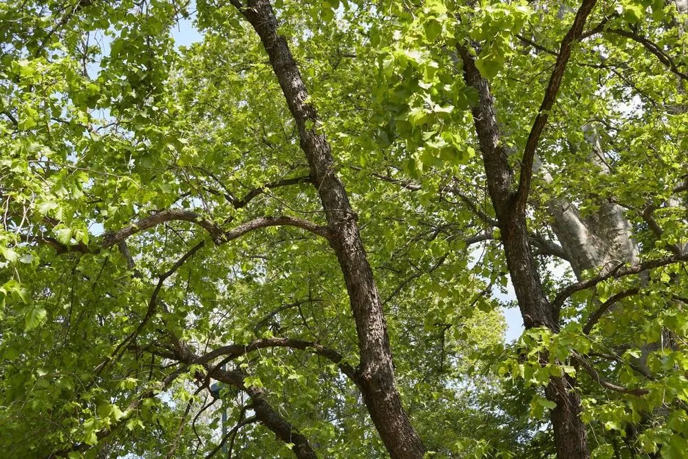 Turkish Filbert Plant Care & Growing Basics: Water, Light, Soil ...