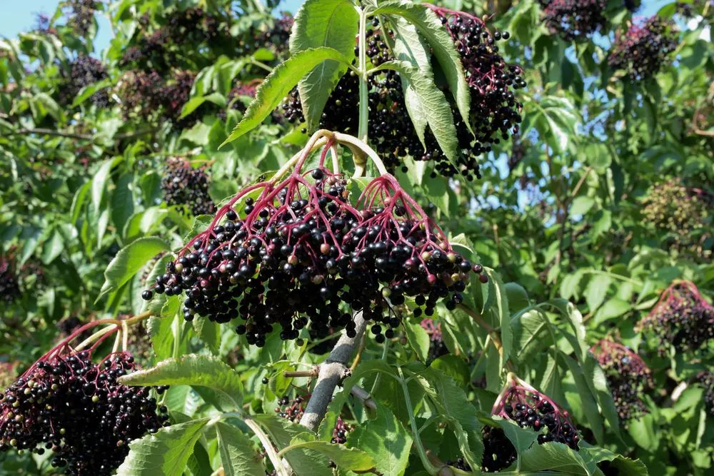 The Elderberry Tree Plant Care & Growing Basics: Water, Light, Soil ...