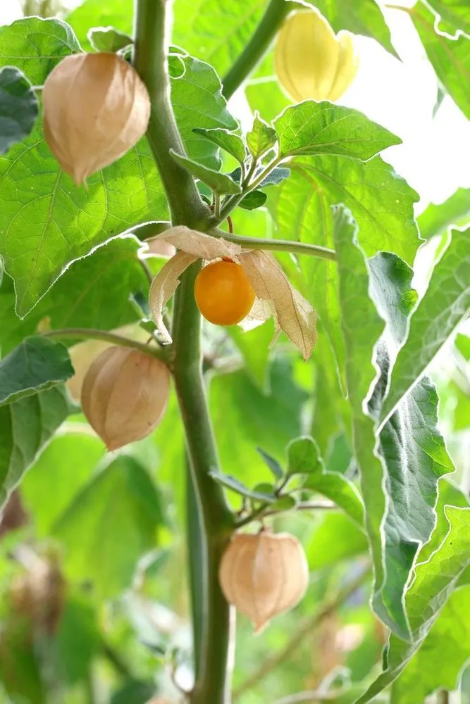 Peruvian ground-cherry Plant Care & Growing Basics: Water, Light, Soil ...