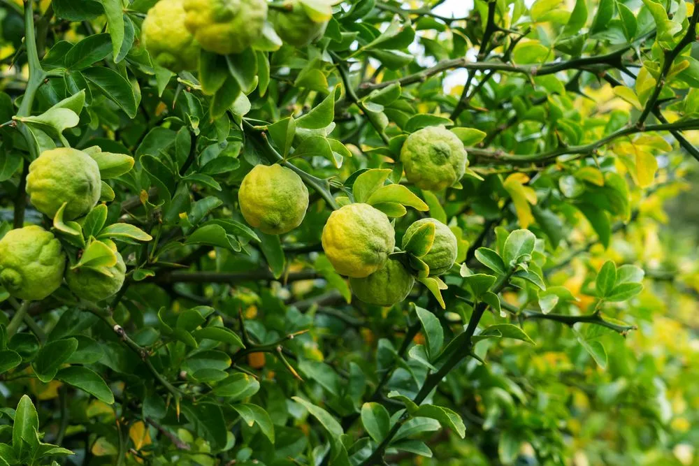 Citrus Trifoliata Plant Care & Growing Basics: Water, Light, Soil ...