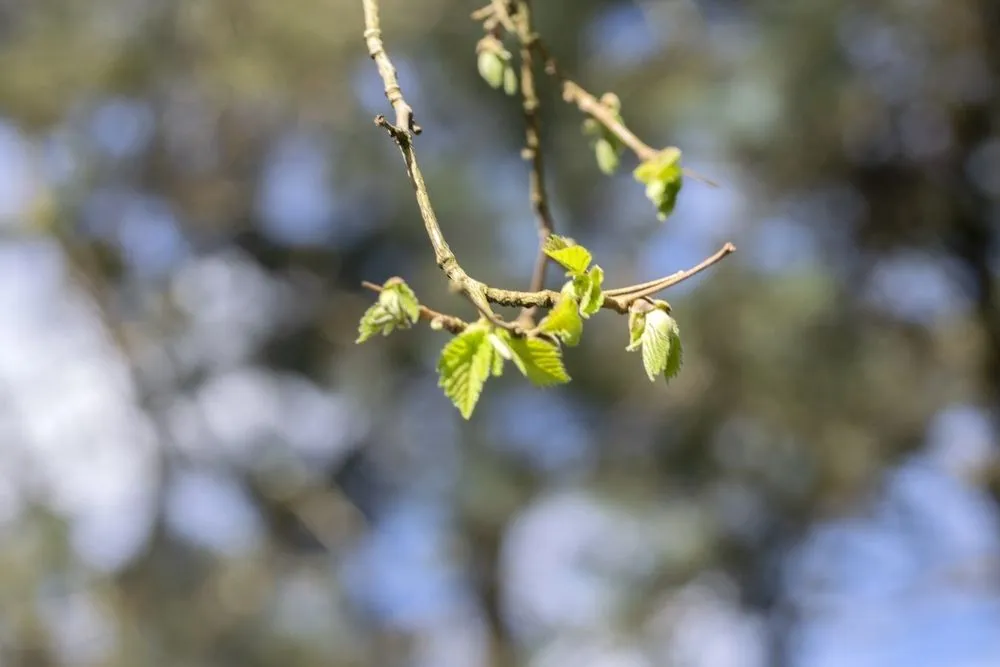 Turkish Filbert Plant Care & Growing Basics: Water, Light, Soil ...