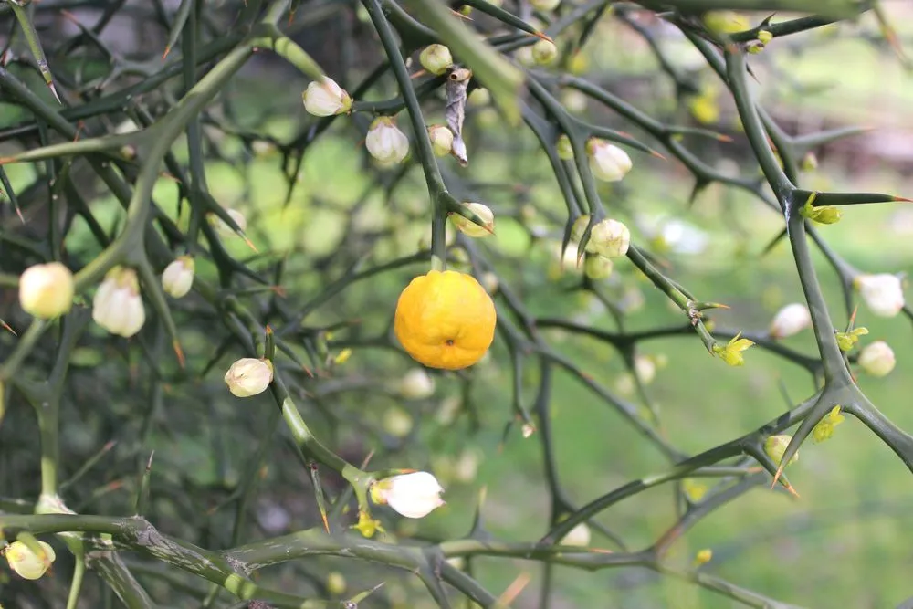 Citrus Trifoliata Plant Care & Growing Basics: Water, Light, Soil ...