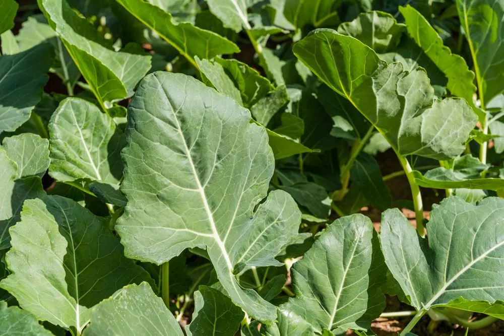 Collard Greens Plant Care & Growing Basics: Water, Light, Soil ...