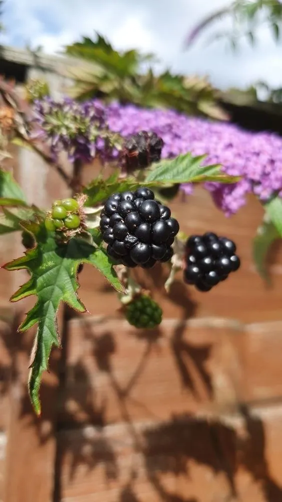 Rubus Laciniatus Plant Care & Growing Basics: Water, Light, Soil ...