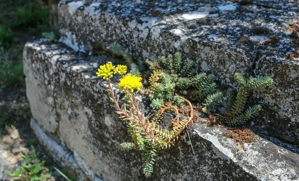 Reflexed Stonecrop, Jenny'S Stonecrop Plant Care & Growing Basics ...
