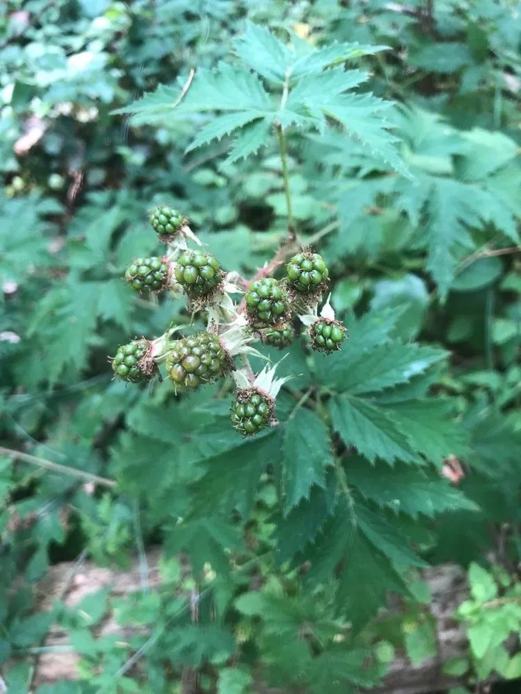 Rubus Laciniatus Plant Care & Growing Basics: Water, Light, Soil ...