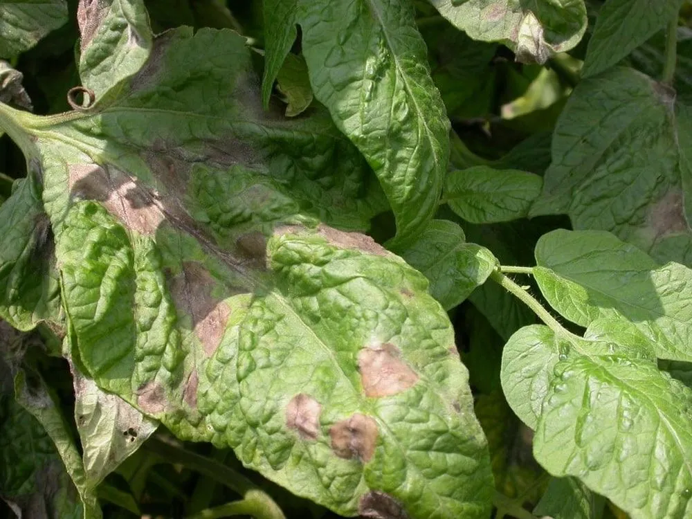 Late blight > Identify, Control & Disease Prevention Tips