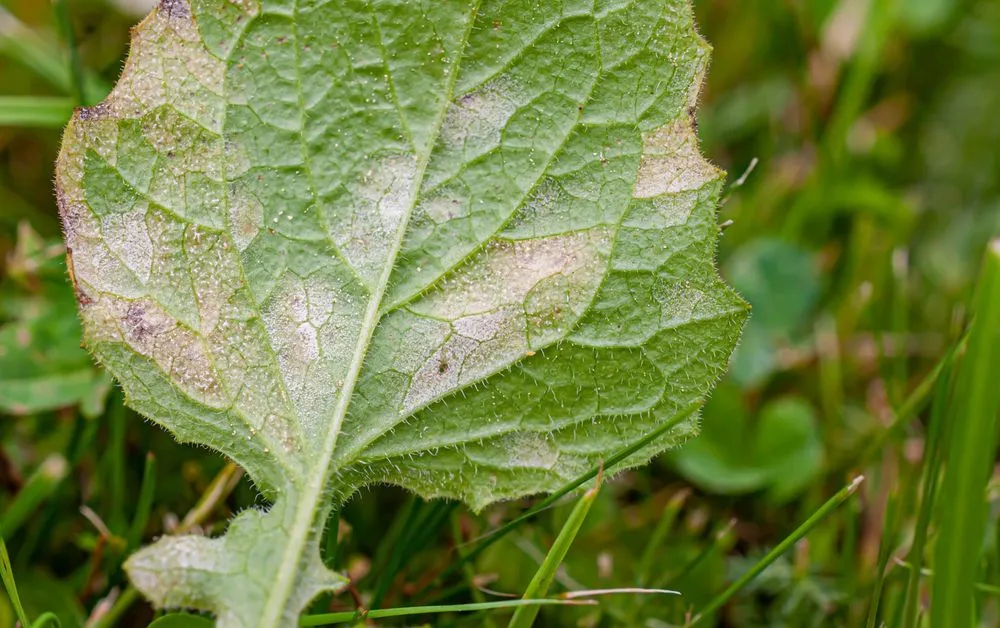 Chromista > Identify, Control & Disease Prevention Tips