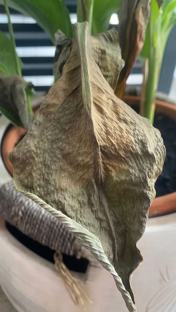 Light excess > Identify, Control & Disease Prevention Tips