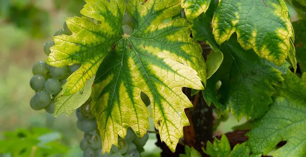 Nitrogen Deficiency in Plants > Identify & Diesease Prevention Tips