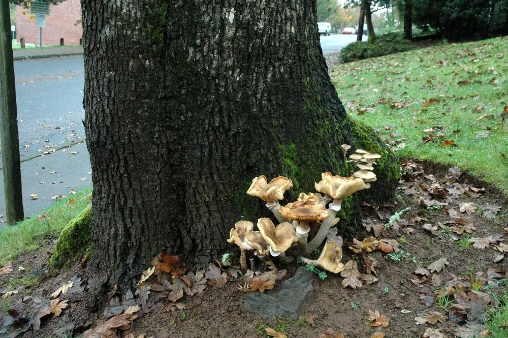 Armillaria Root Rot Treatment > Identify & Disease Prevention Tips
