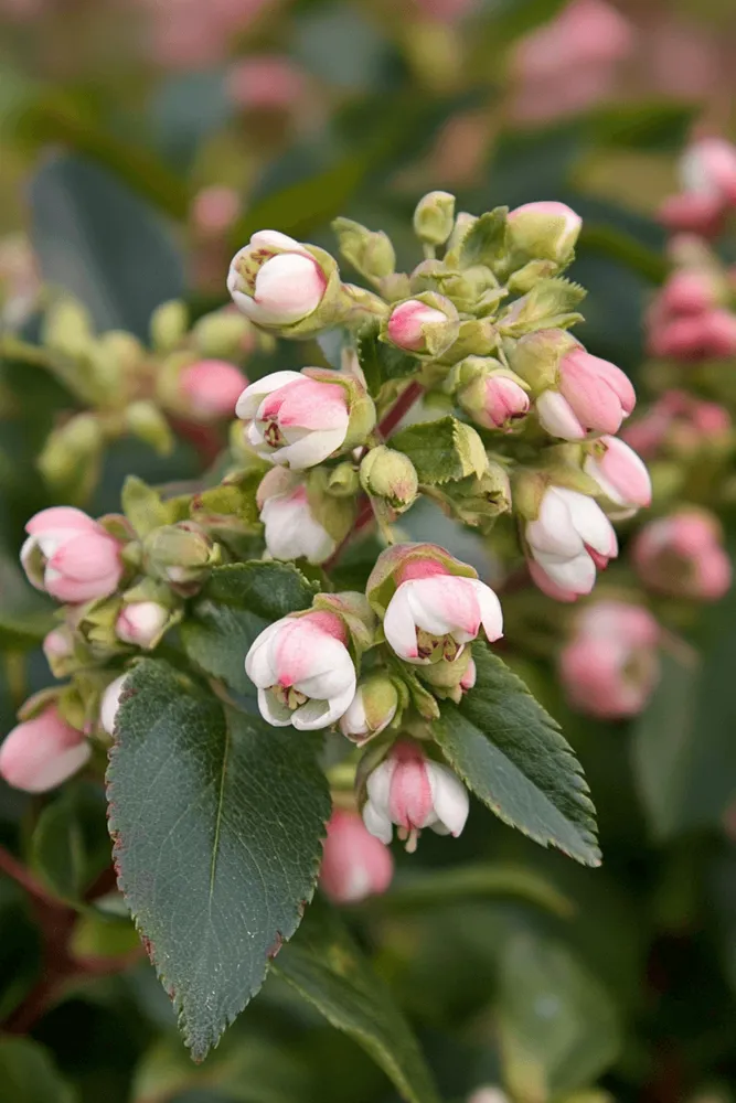 Sunshine Blue Blueberry Plant Care & Growing Basics: Water, Light, Soil ...