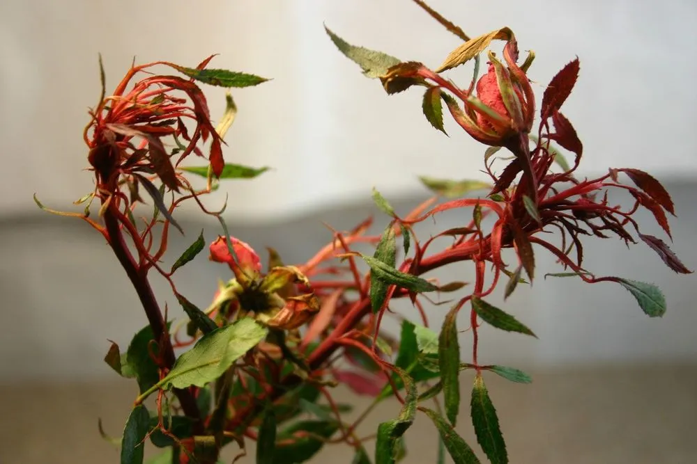Rose rosette disease > Identify, Control & Disease Prevention Tips