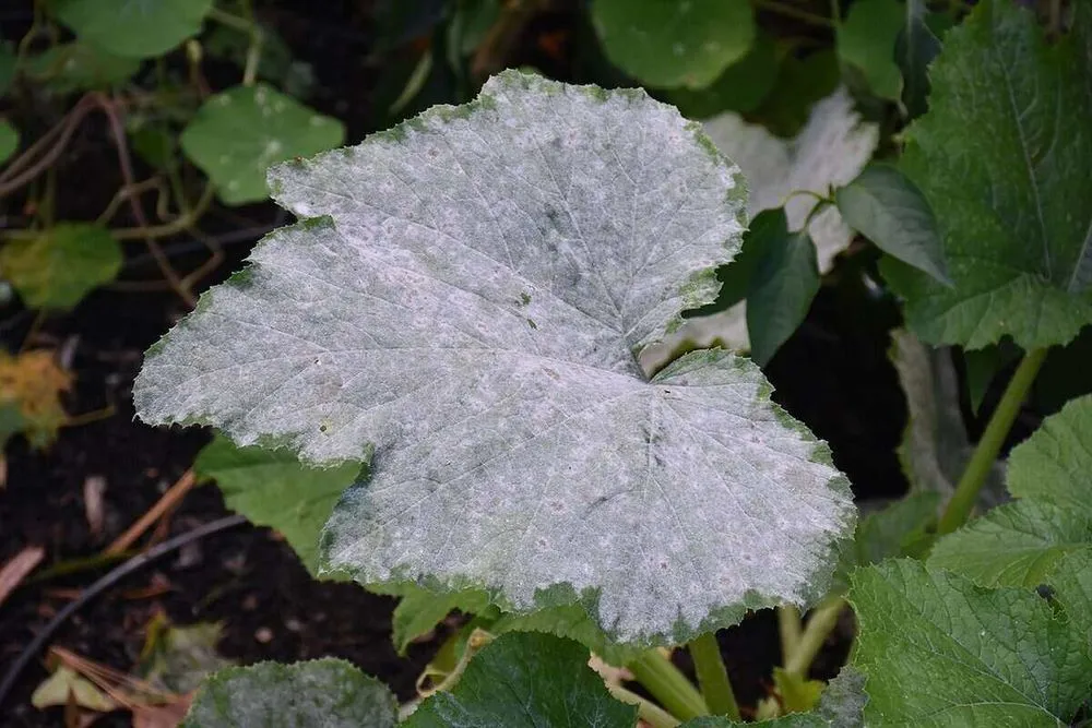 Leotiomycetes > Identify, Control & Disease Prevention Tips