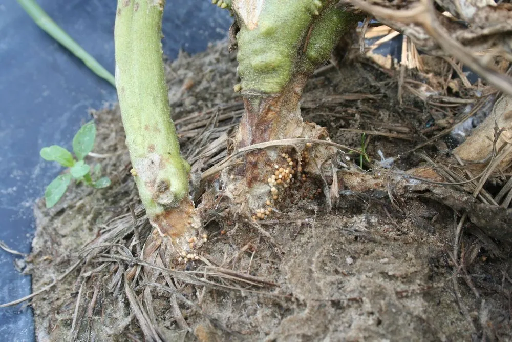 Southern Blight In Plants > Identify, Control & Disease Prevention Tips