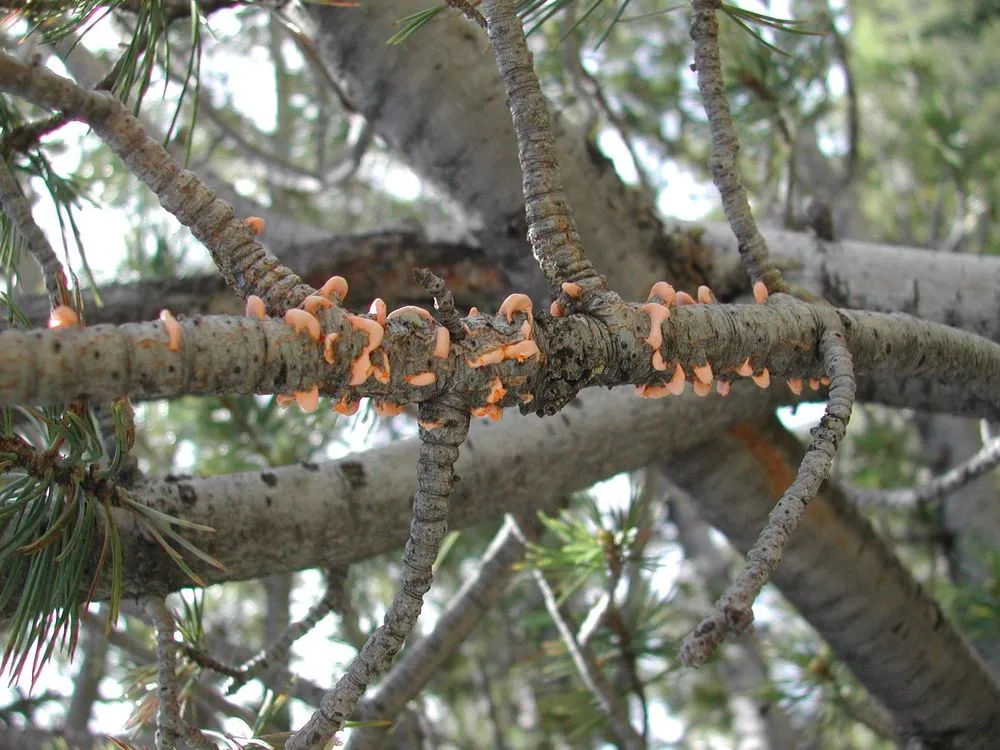 White Pine Blister Rust Treatment > Identify & Prevention Tips