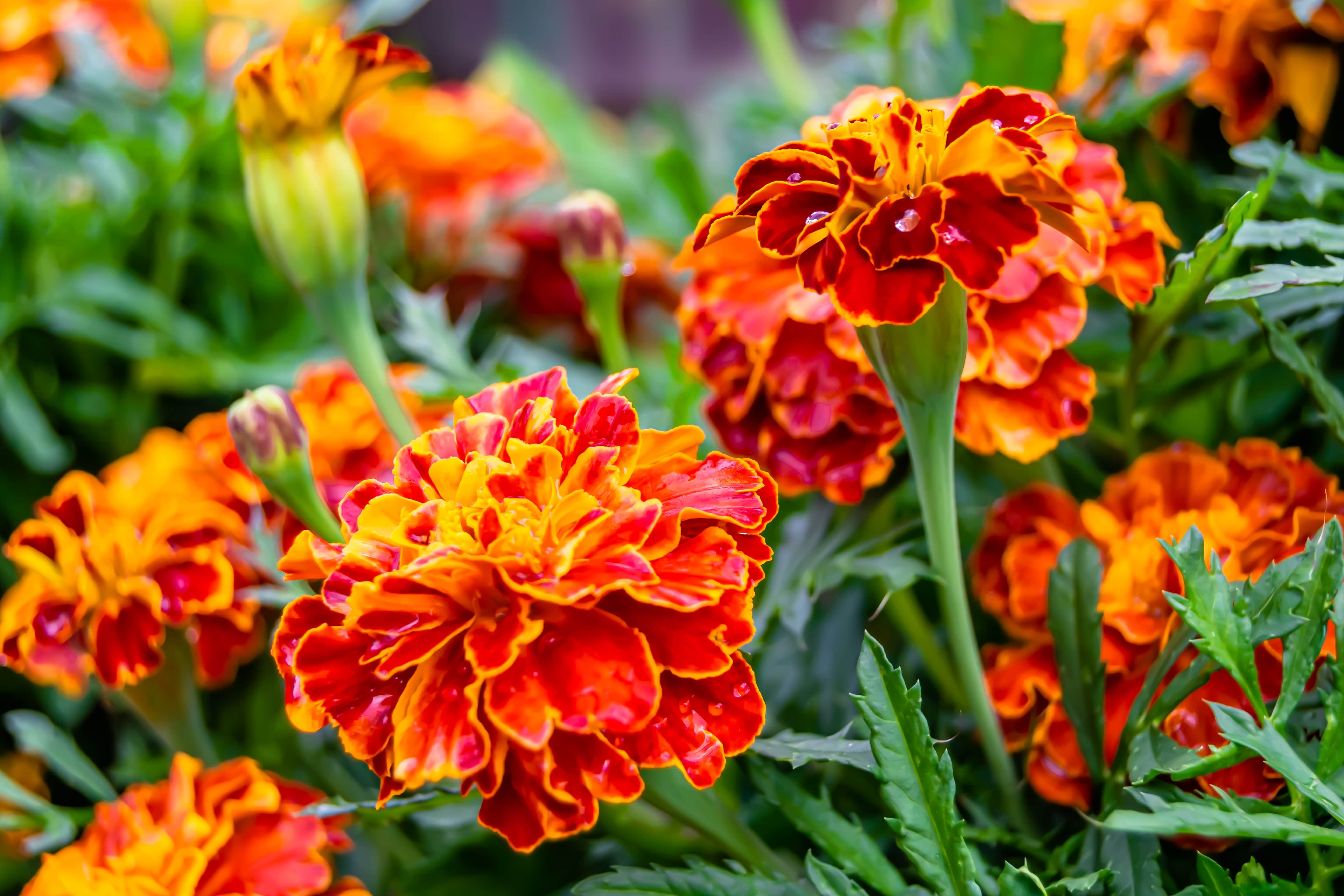 Good & Bad Lettuce Companion Plants (Best Together-Growing Guide)