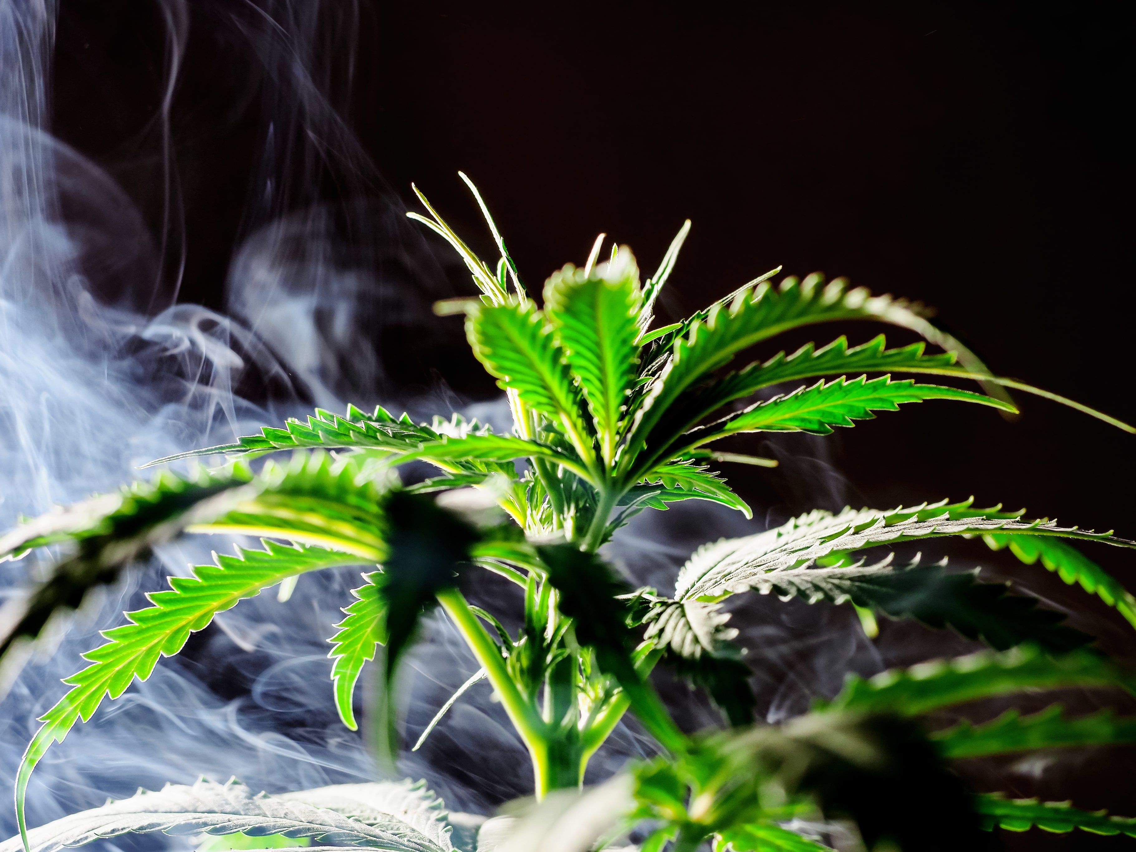 Is Marijuana a Depressant, Stimulant, or Hallucinogen? (Weed Effect)