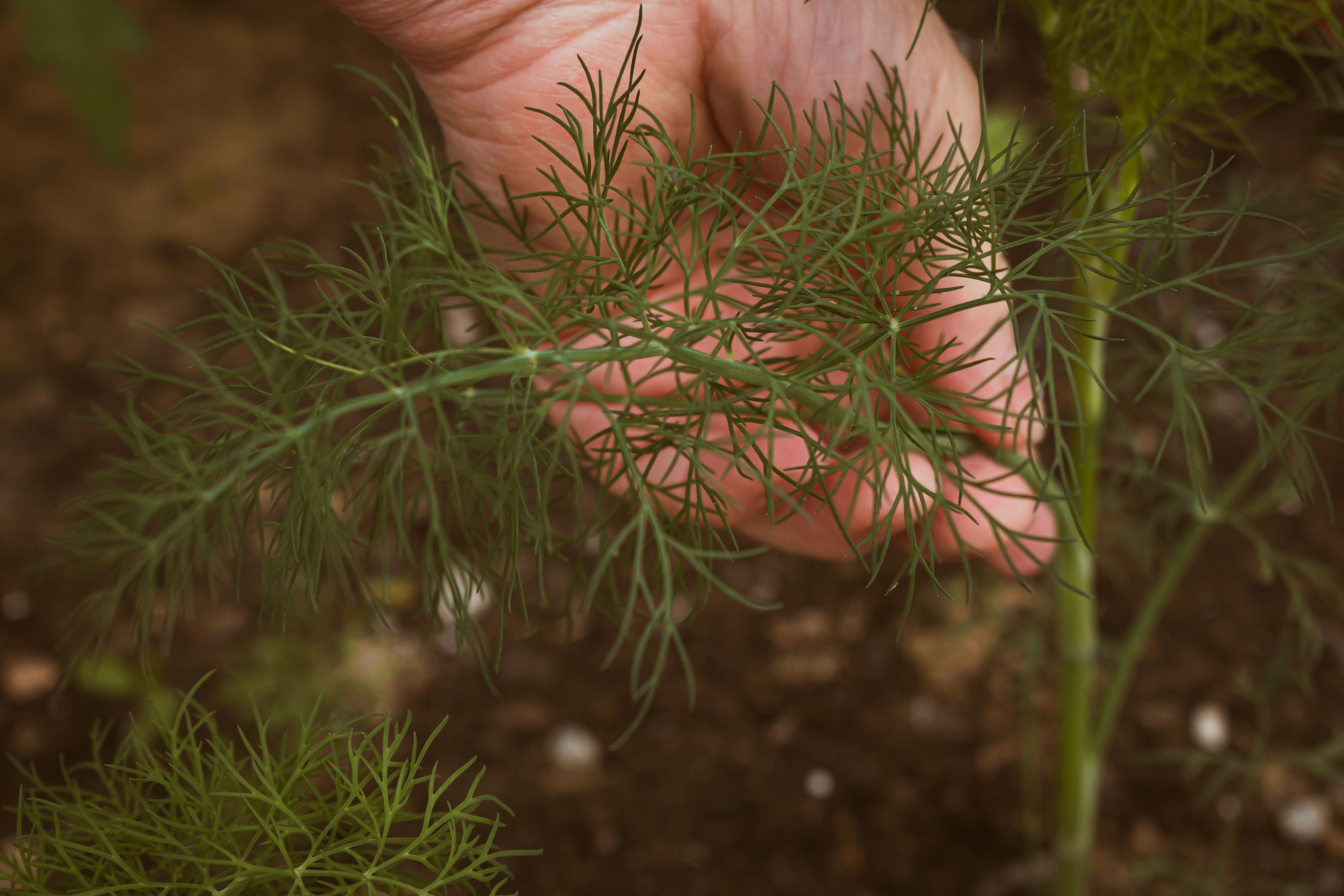 Full Guide on Dill Companion Plants