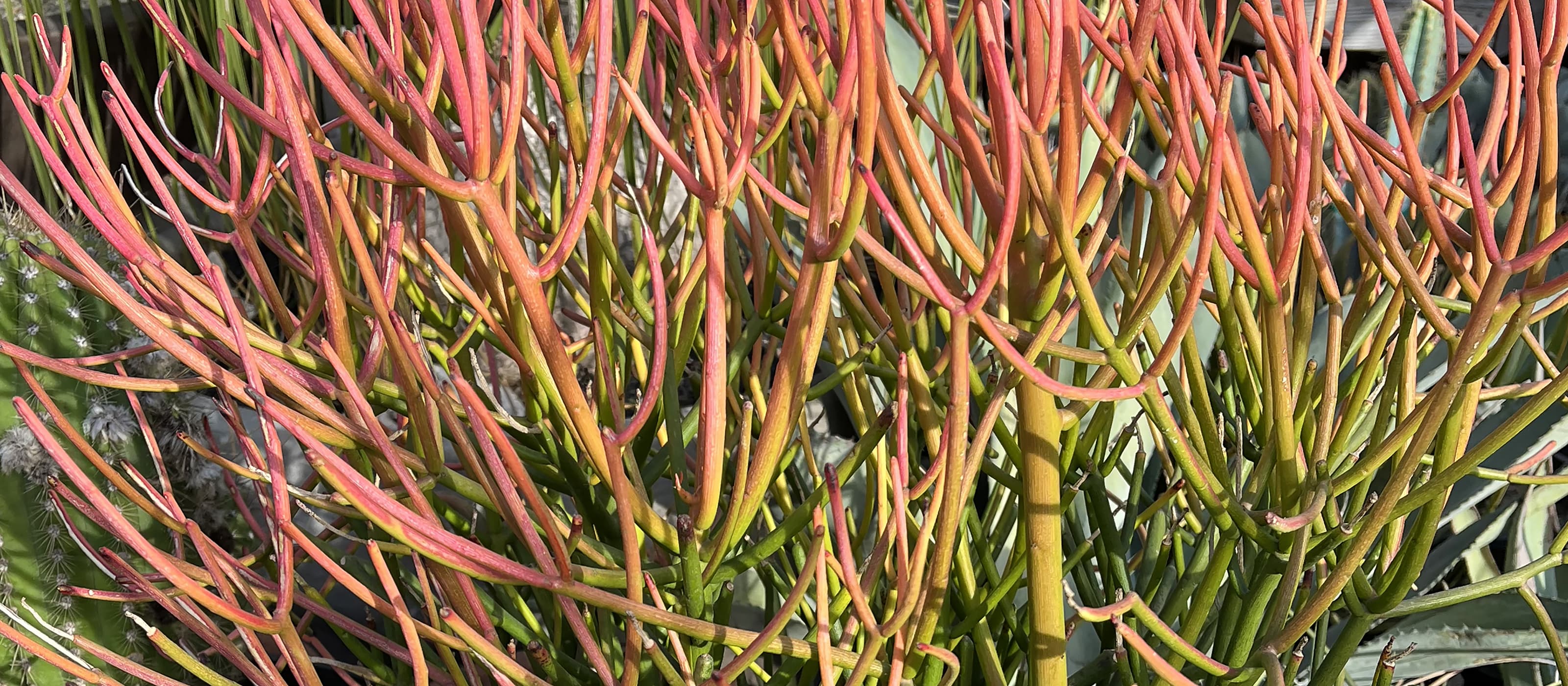 25+ Desert Plants (Full Biome Guide with Names and Pictures)
