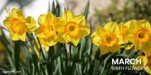 Plant Blog - Grow Plants & Knowledge With MyPlantIn.com